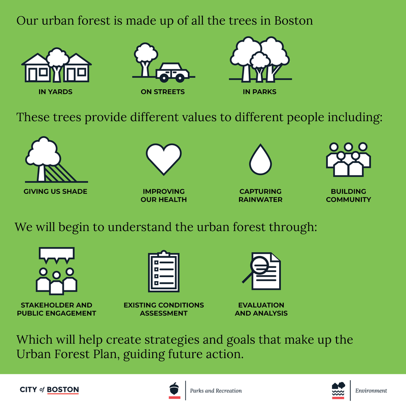 Urban Forest Plan | Boston.gov