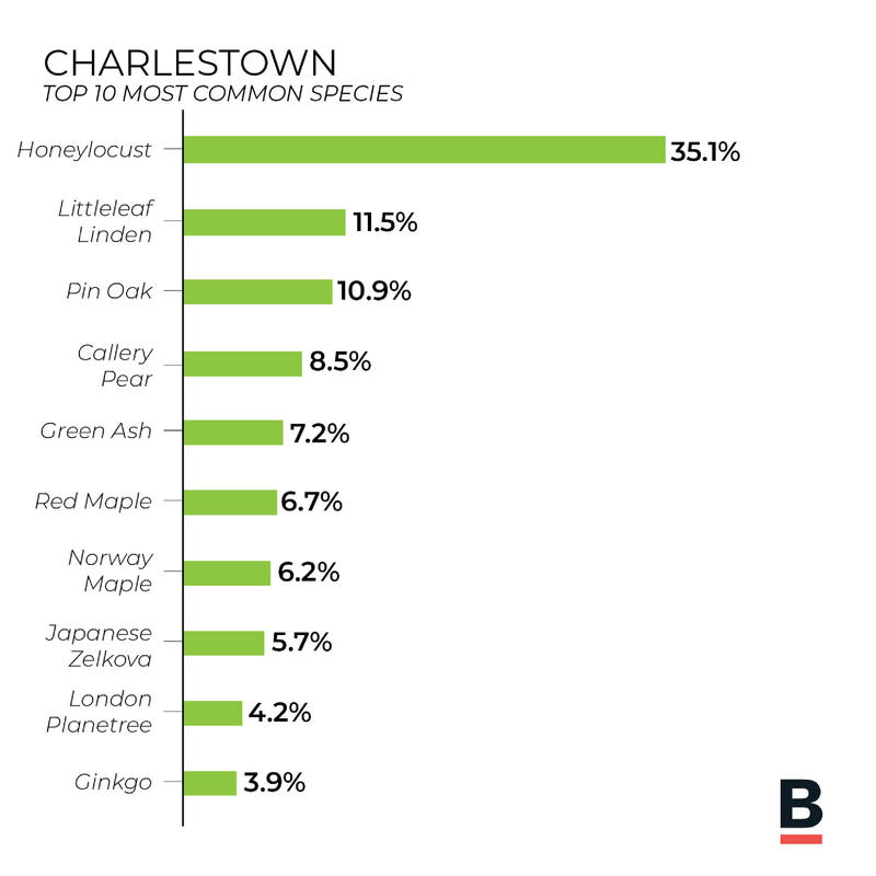 Urban Forest Plan: first citywide tree inventory underway | Boston.gov