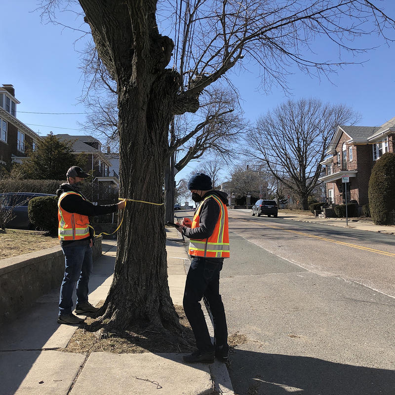Urban Forest Plan: first citywide tree inventory underway | Boston.gov