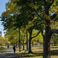 Urban Forest Plan | Boston.gov