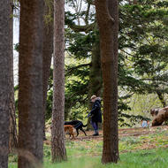 Urban Forest Plan | Boston.gov